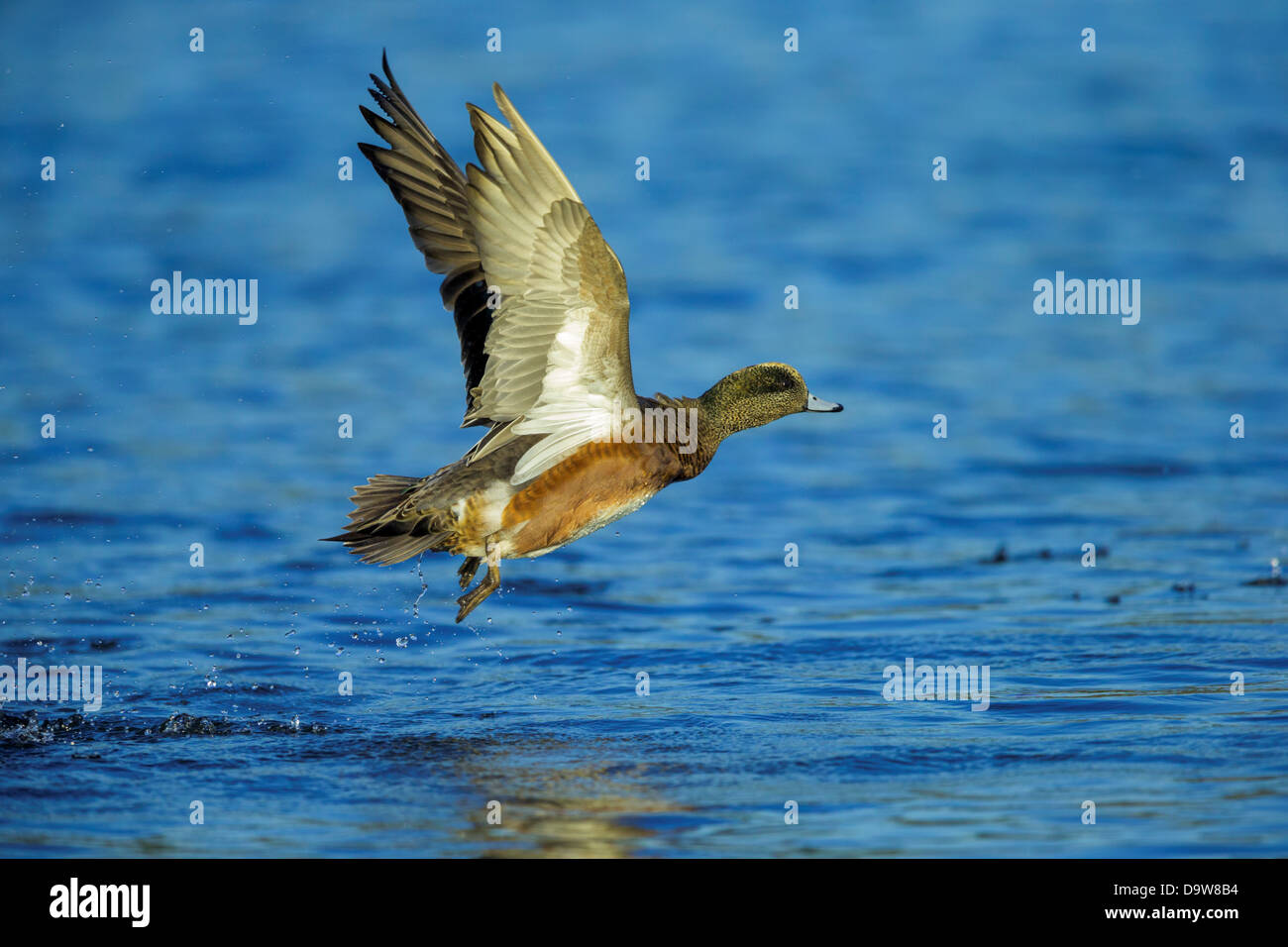 Canada, British Columbia, Vancouver Island, American Wigeon in flight ...