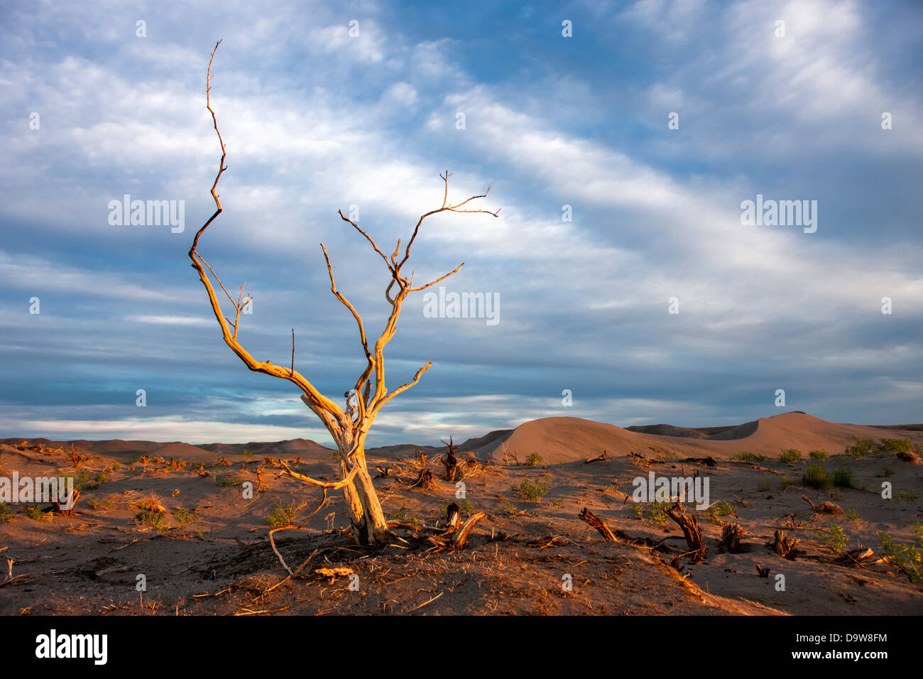 A small barren tree is basked in golden light before sunset at Bruneau ...