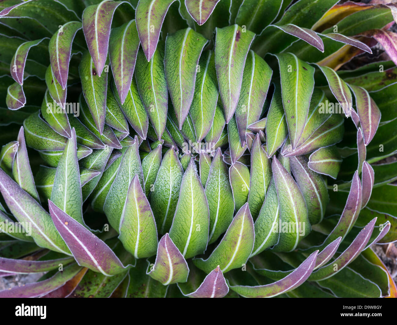 Giant Lobelia (Lobelia telekii) rosette of leaves, Mount Kenya National ...