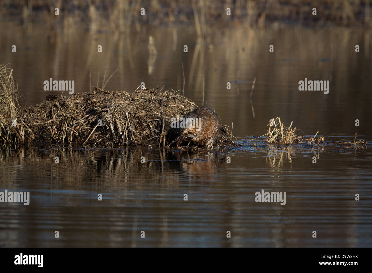 Muskrat house hi-res stock photography and images - Alamy