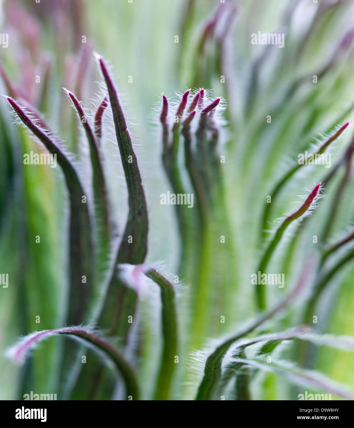 Giant Lobelia (Lobelia telekii) inflorescence growing out of the ...