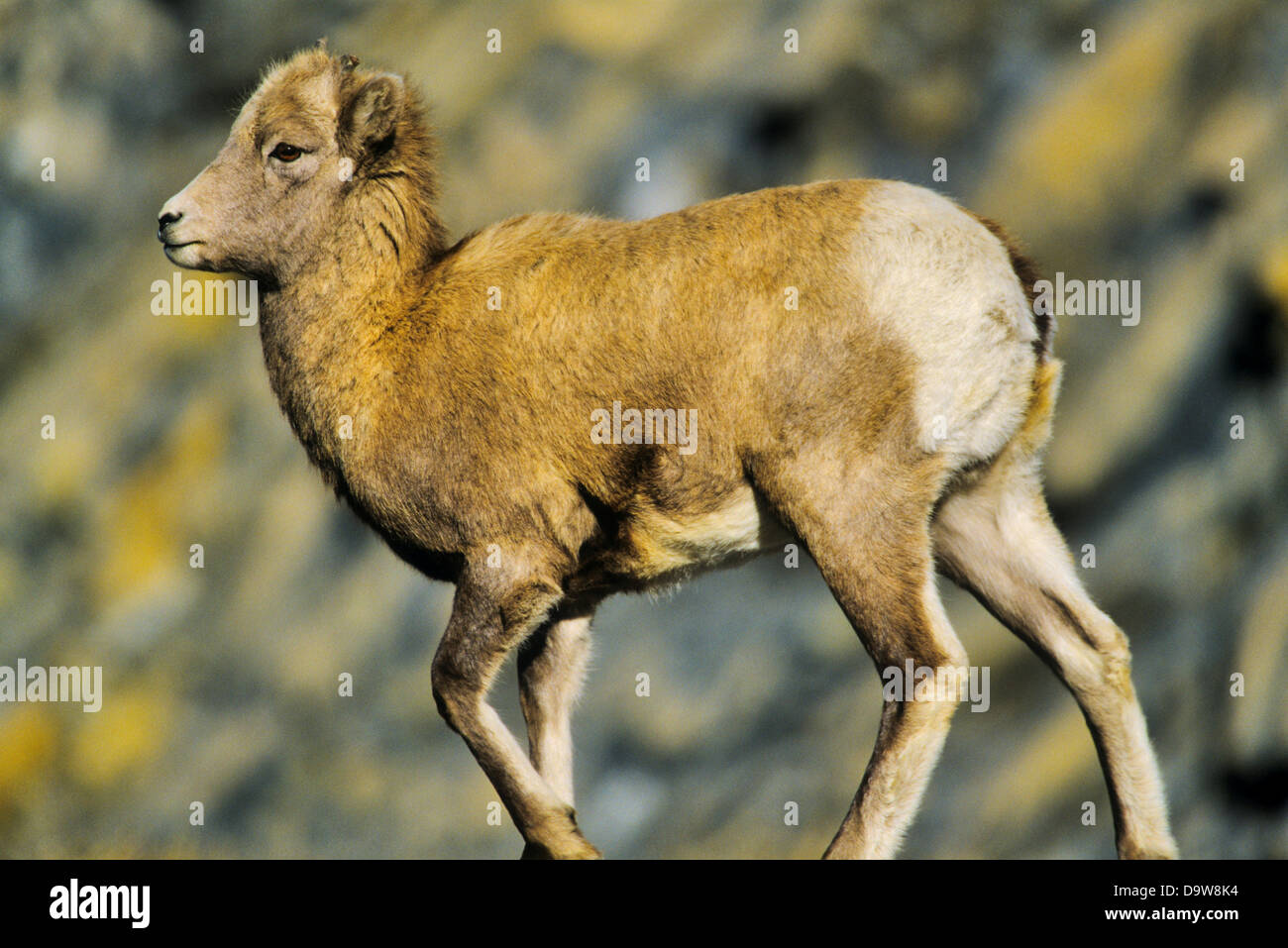 Canada, Alberta, Rocky Mountains, Jasper National Park, Young, female ...