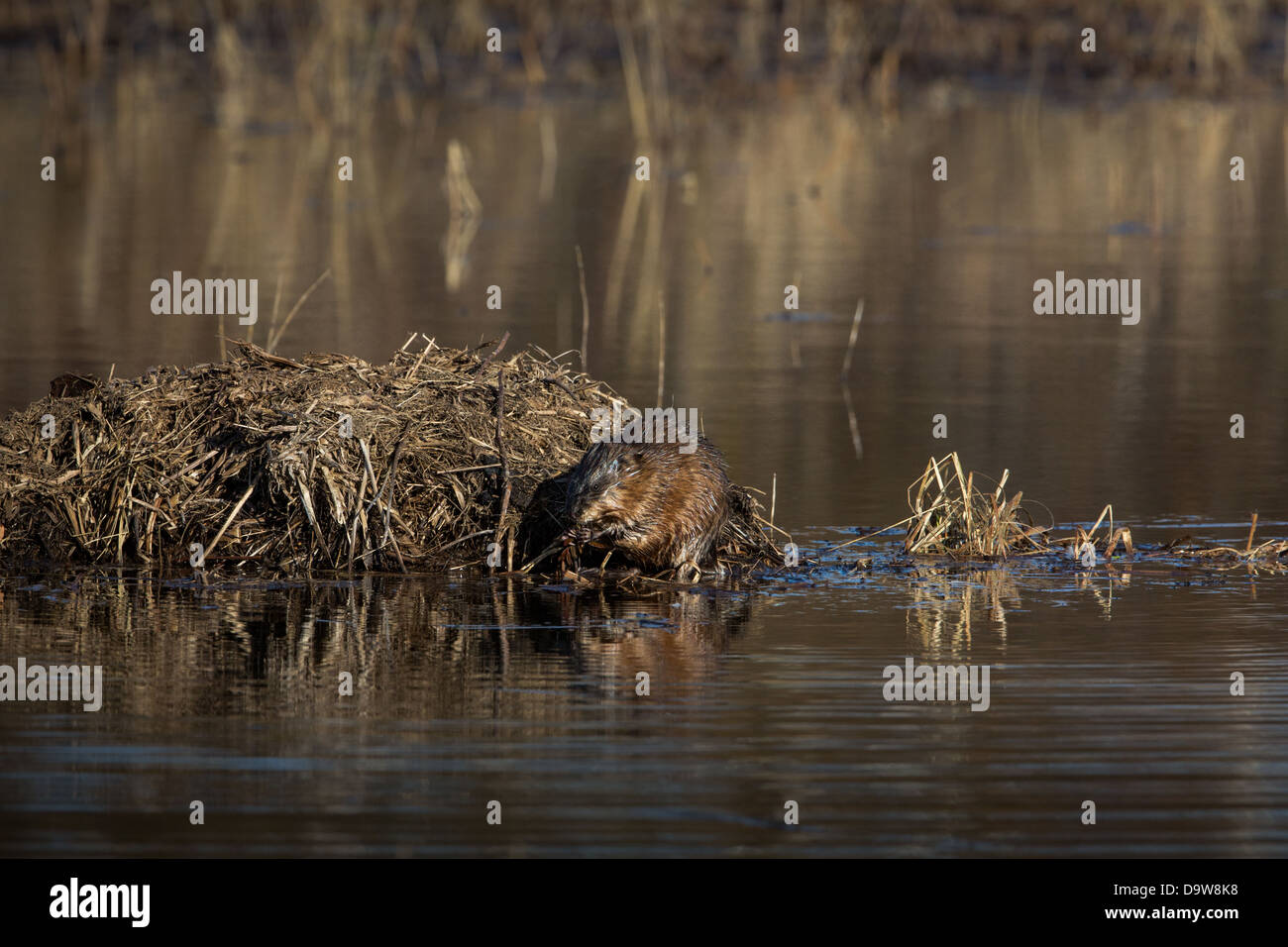 Muskrat lodge hi-res stock photography and images - Alamy