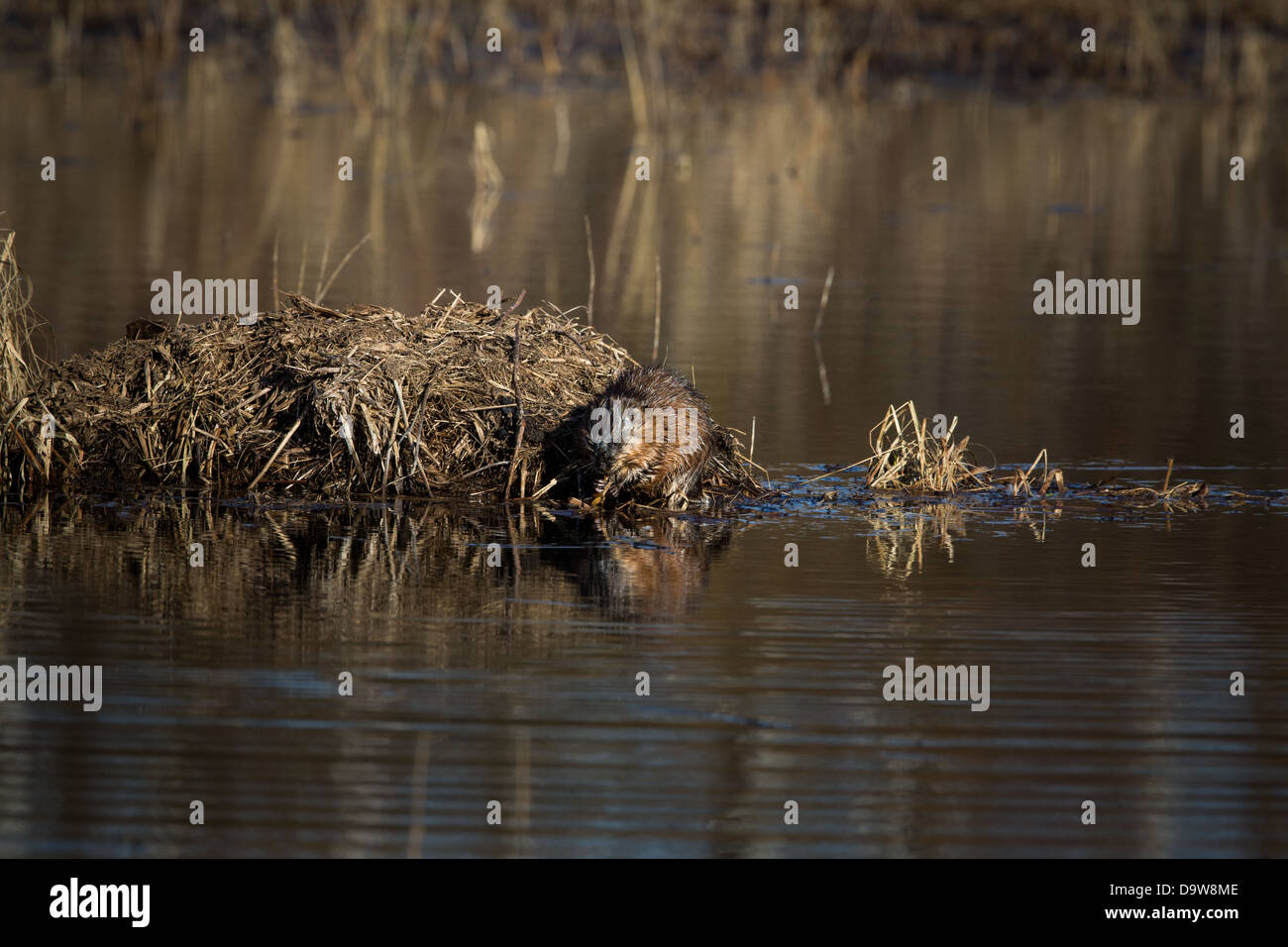 Muskrat house hi-res stock photography and images - Alamy