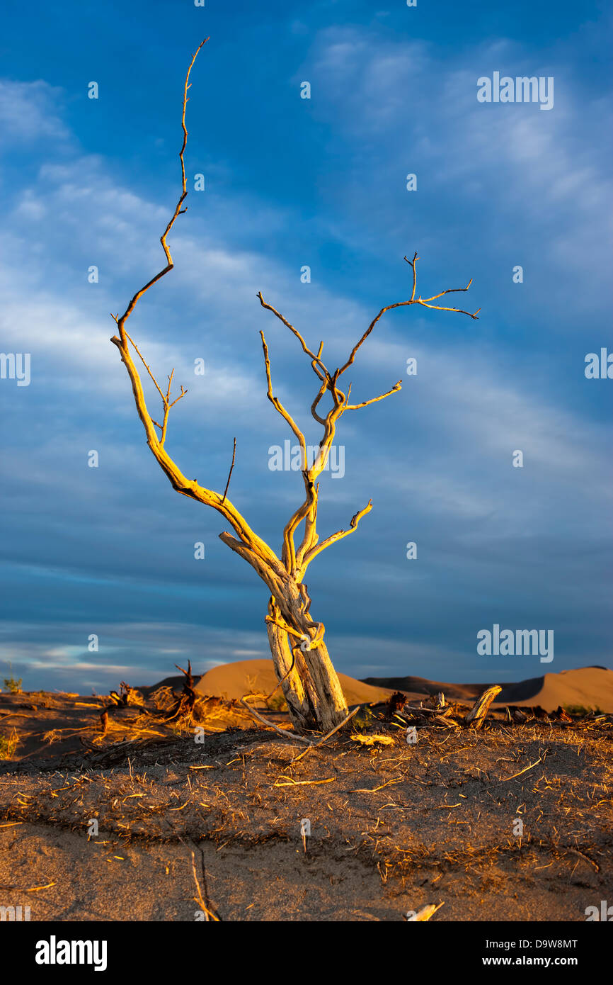 Barren tree in hi-res stock photography and images - Alamy