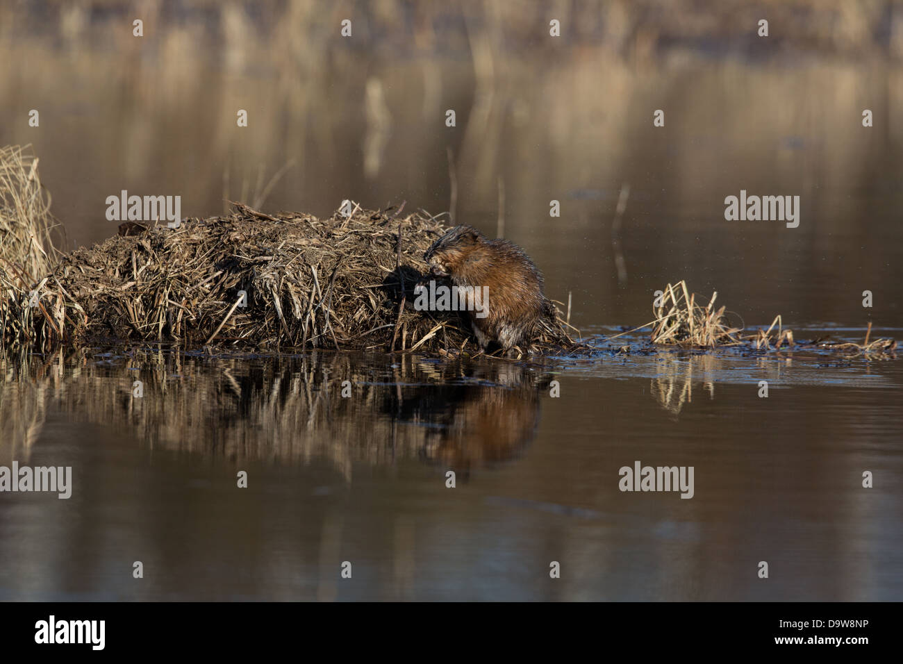 Muskrat push up hi-res stock photography and images - Alamy