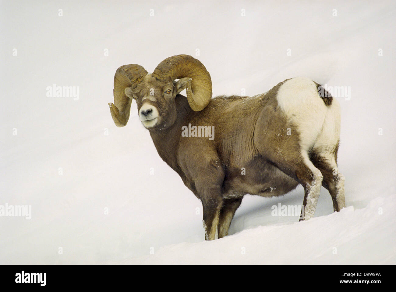 Canada, Alberta, Rocky Mountains, Jasper National Park, Bighorn Sheep ...