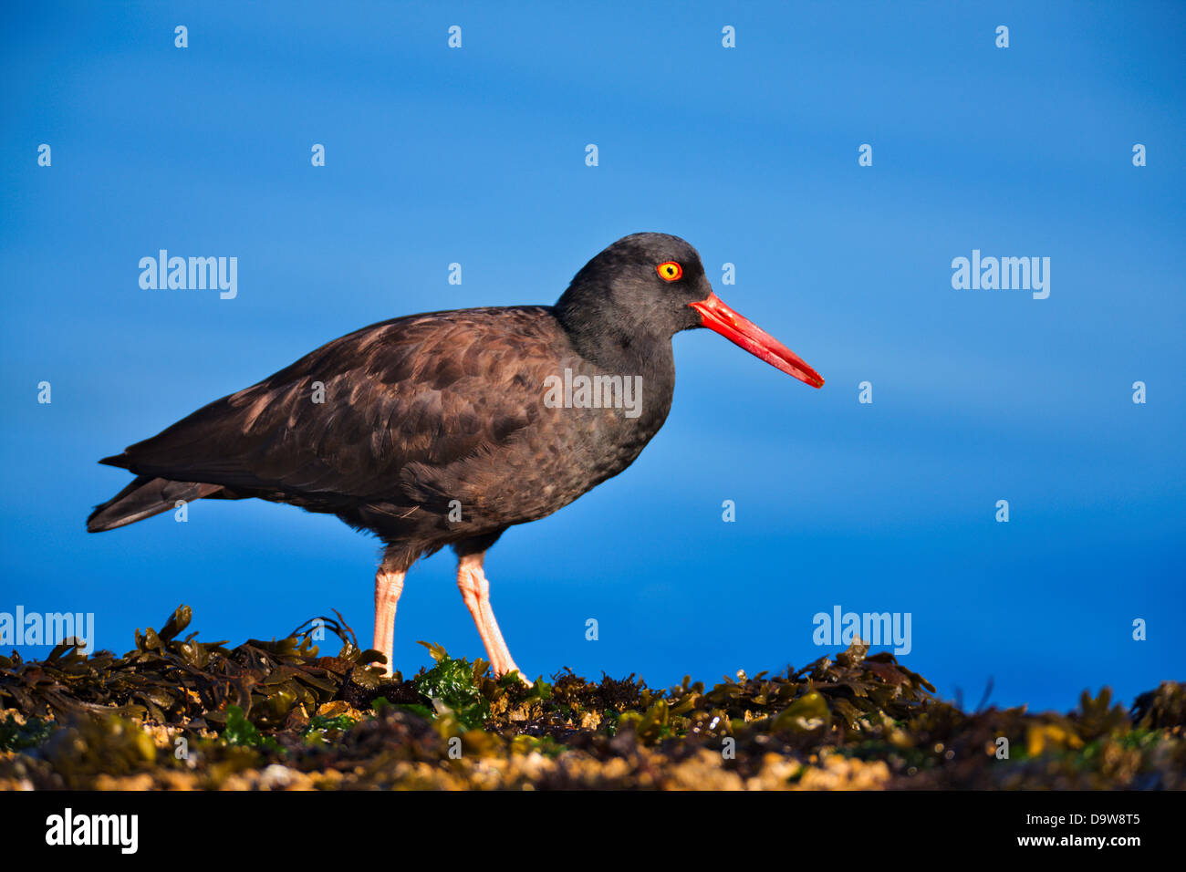 Canada, Vancouver island, Oystercatcher bird hunting Stock Photo - Alamy