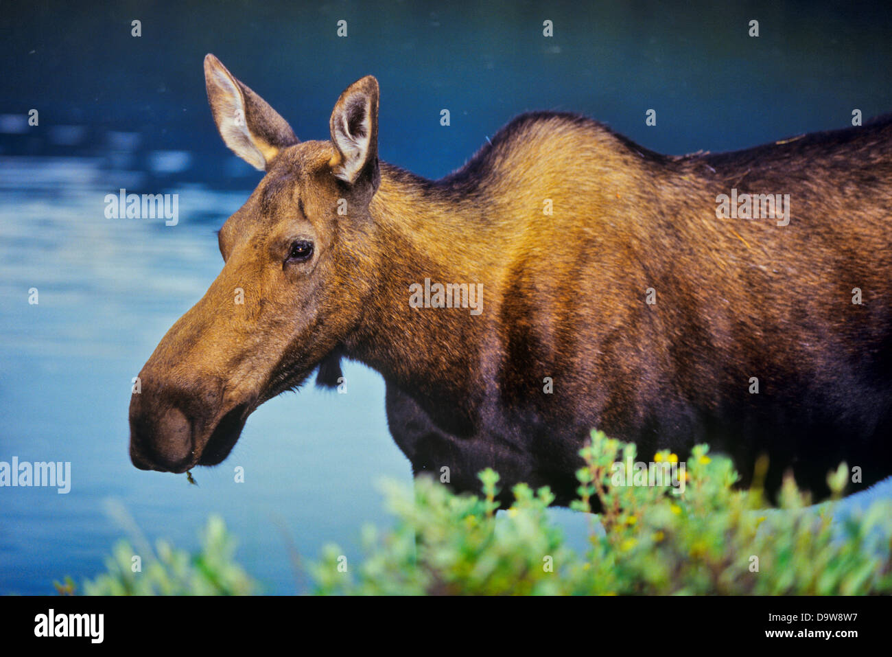 Maligne lake moose lake hi-res stock photography and images - Alamy