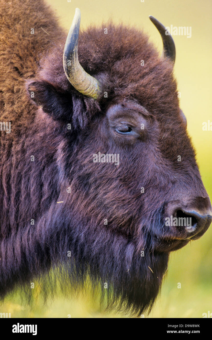 Canada, Alberta, Waterton National Park, Close-up of bison's head Stock ...