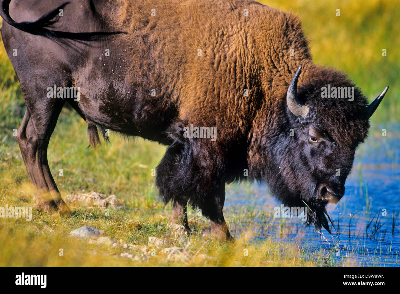 Canada, Alberta, Waterton National Park, Bison drinking water Stock ...