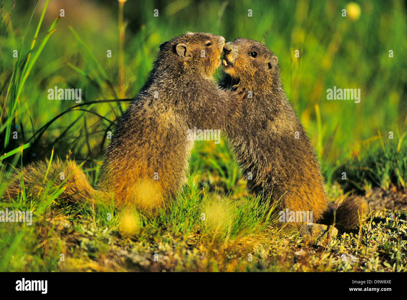 USA, Washington State, Olympic National Park, Marmots fighting Stock ...