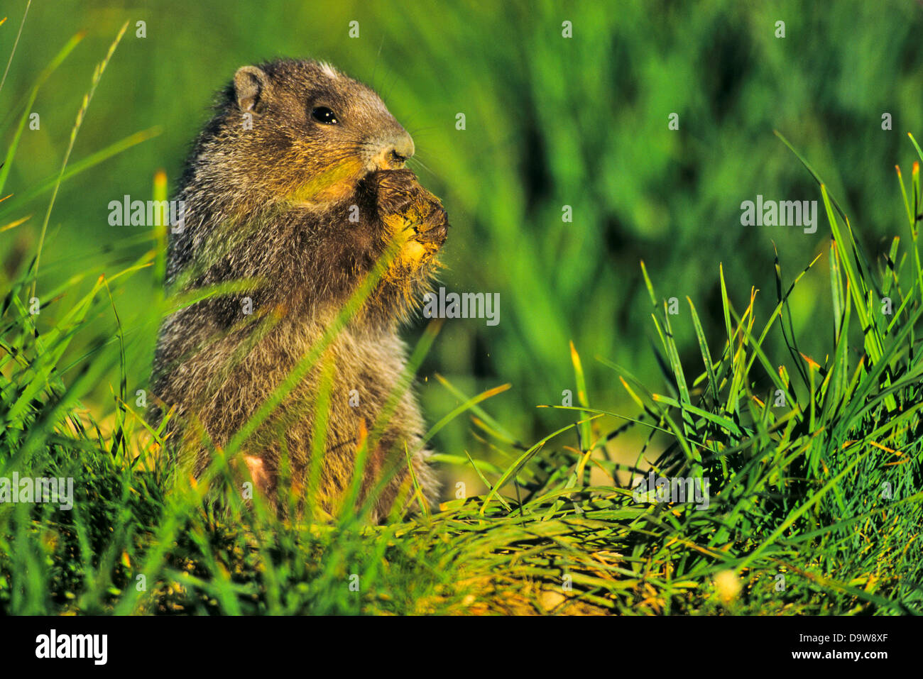 USA, Washington State, Olympic National Park, Marmot in grass eating ...