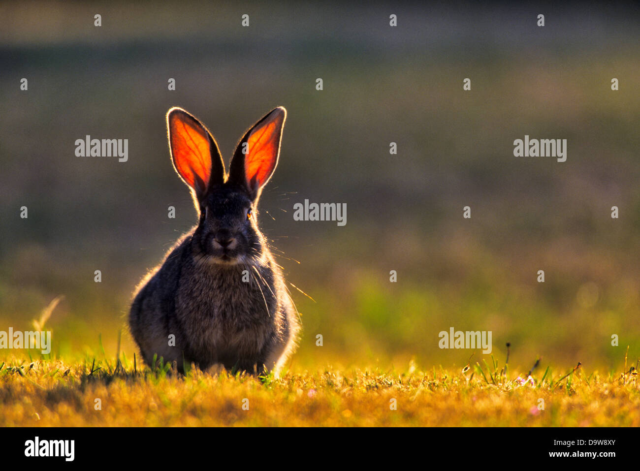 Vancouver island rabbit hi-res stock photography and images - Alamy