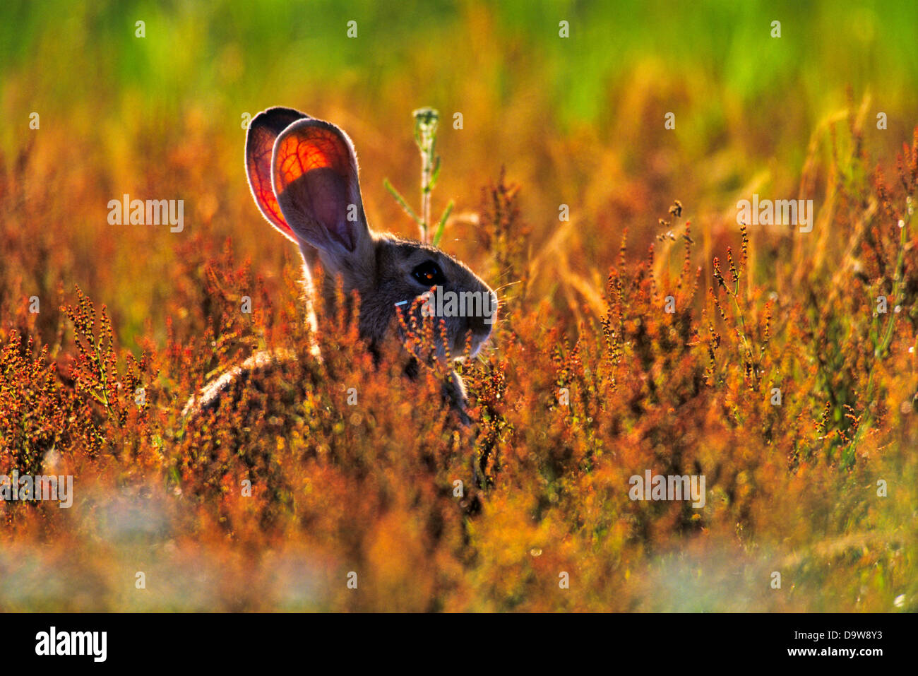 Vancouver island rabbit hi-res stock photography and images - Alamy