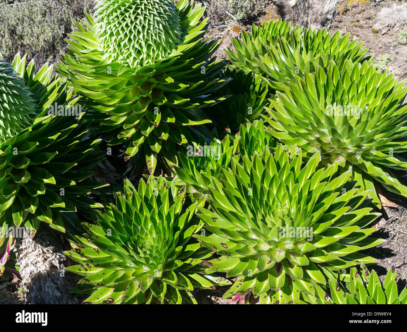 Giant Lobelia (Lobelia deckenii) in Mount Kenya National Park, Kenya ...