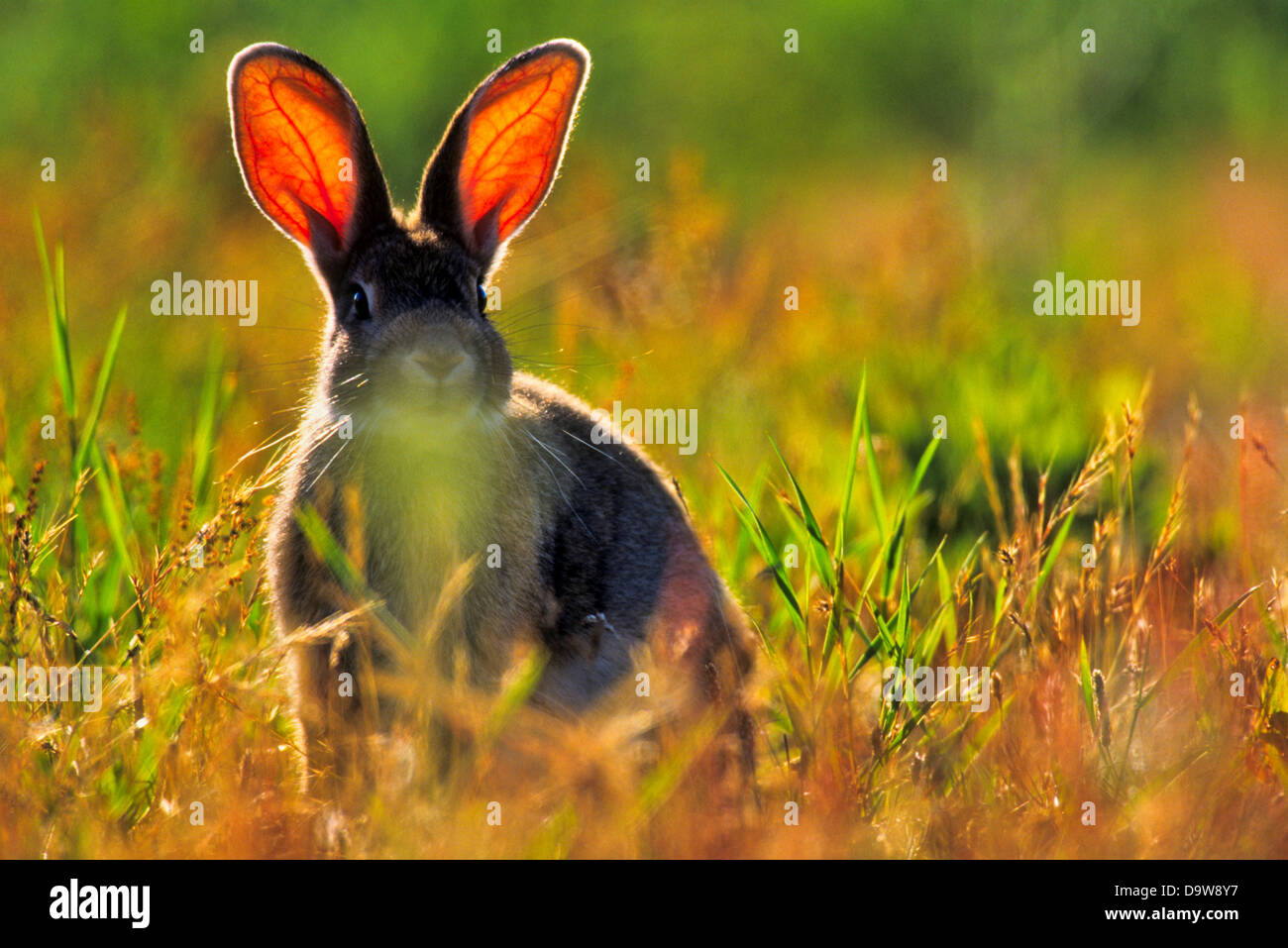 Vancouver island rabbit hi-res stock photography and images - Alamy