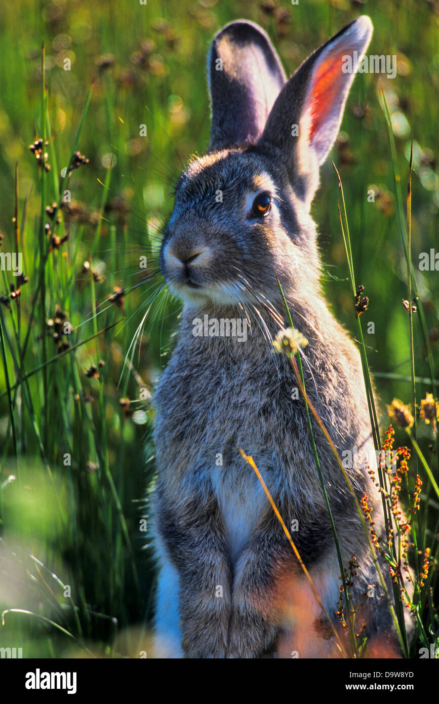 Canada, Vancouver island, Rabbit sitting in grass Stock Photo - Alamy