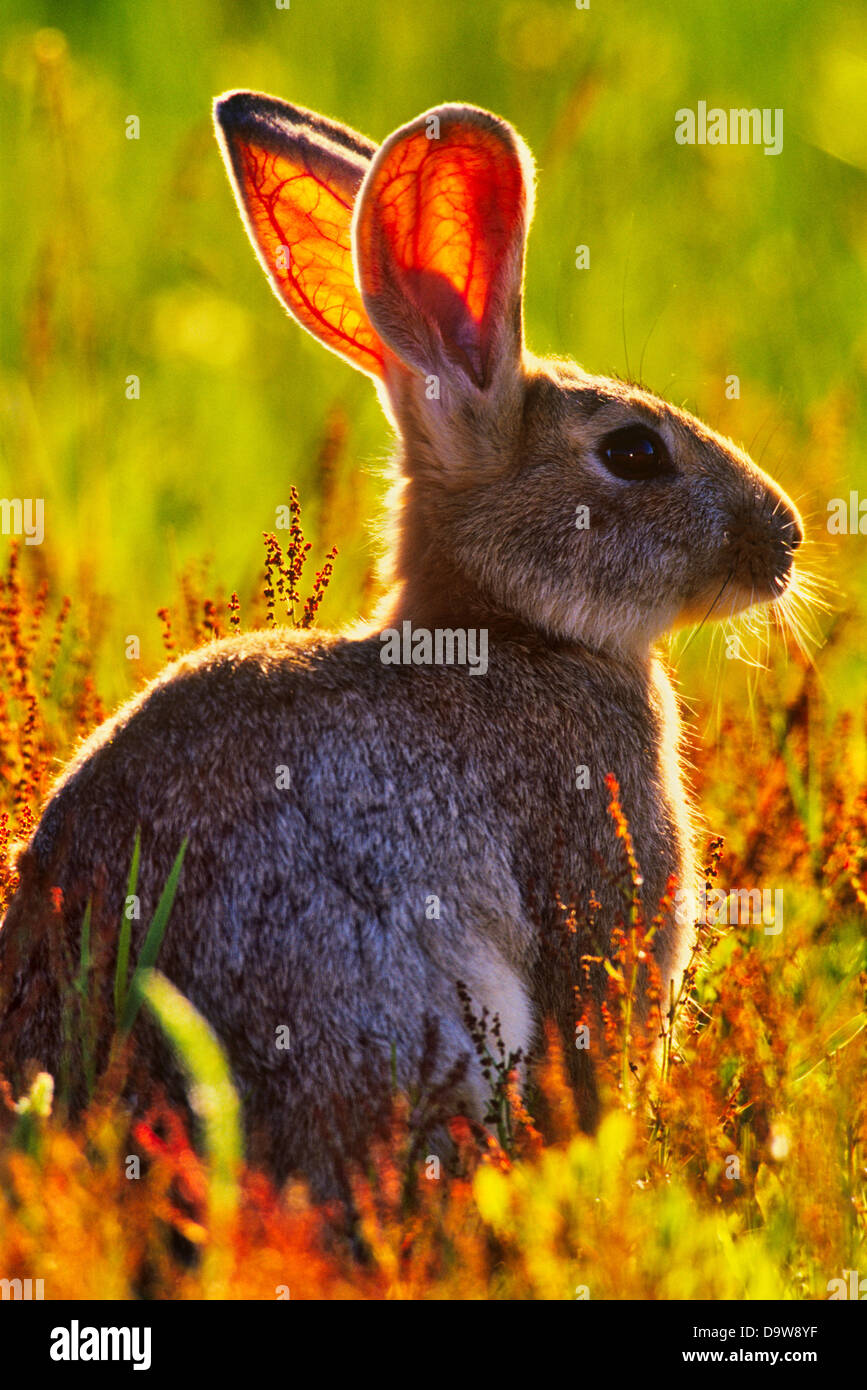 Canada, Vancouver island, Rabbit sitting in grass Stock Photo - Alamy