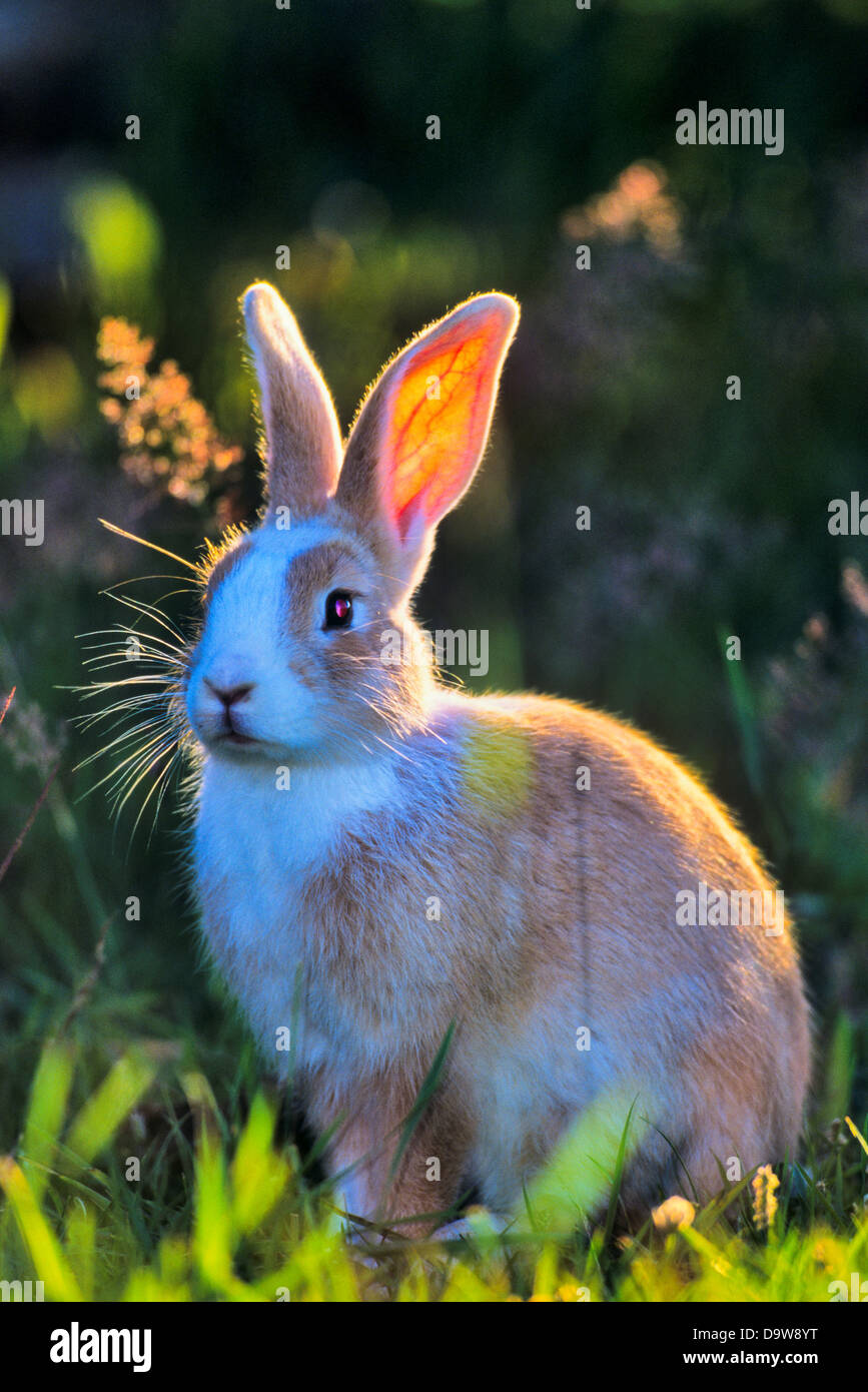 Canada, Vancouver island, Rabbit sitting in grass Stock Photo - Alamy