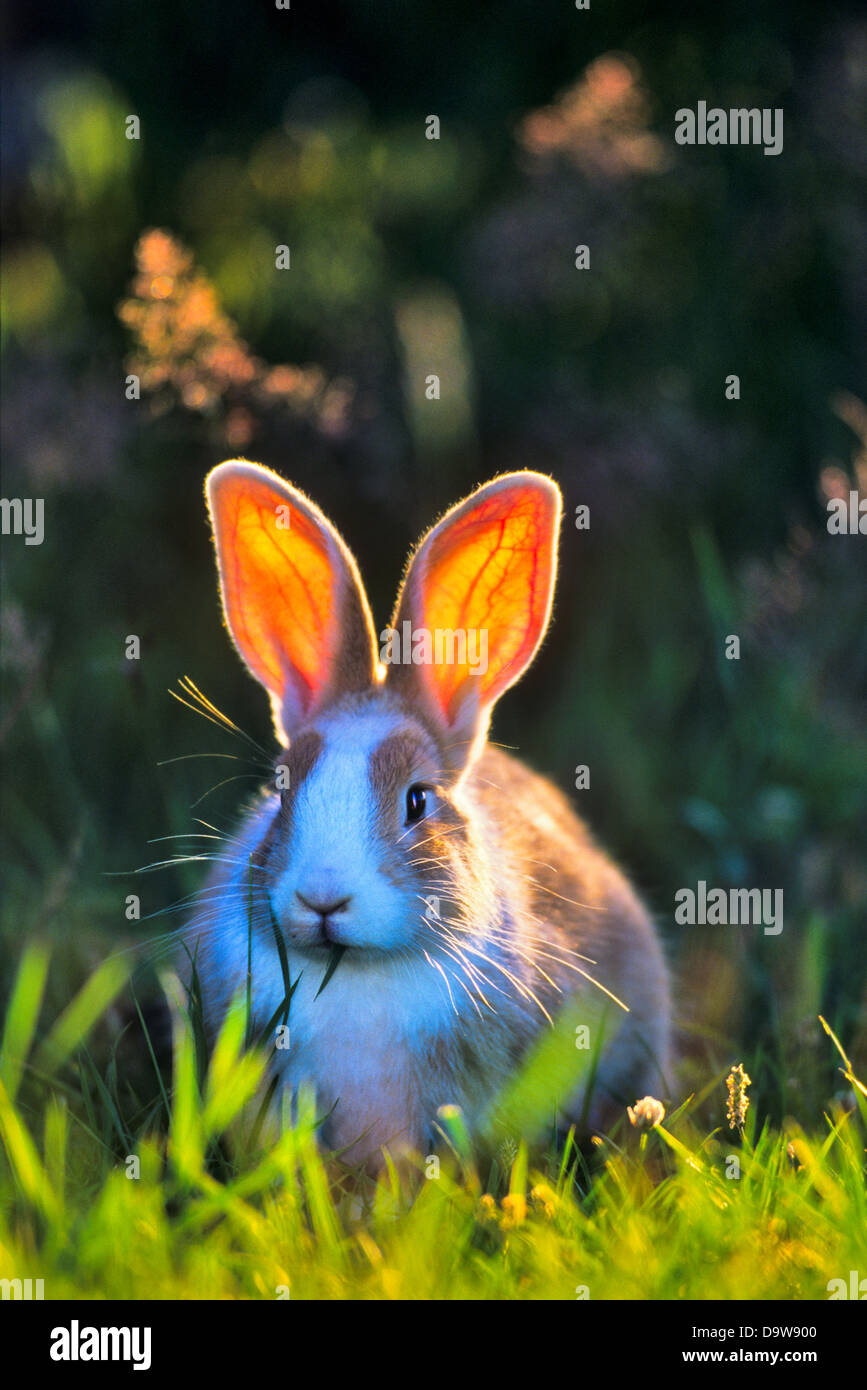 Vancouver island rabbit hi-res stock photography and images - Alamy