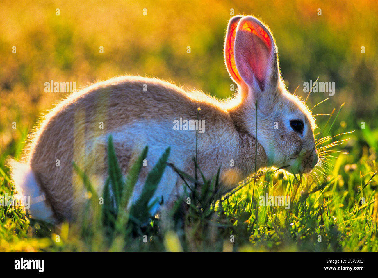 Vancouver island rabbit hi-res stock photography and images - Alamy