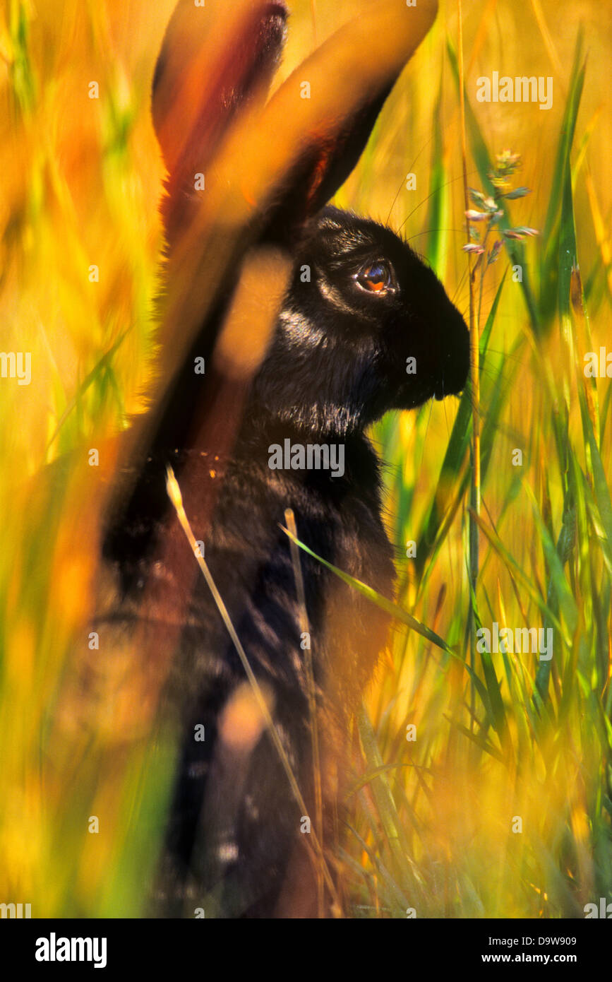 Canada, Vancouver island, Rabbit sitting in grass Stock Photo - Alamy