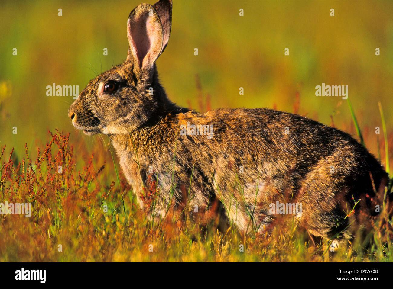 Vancouver Island Rabbit High Resolution Stock Photography and Images ...
