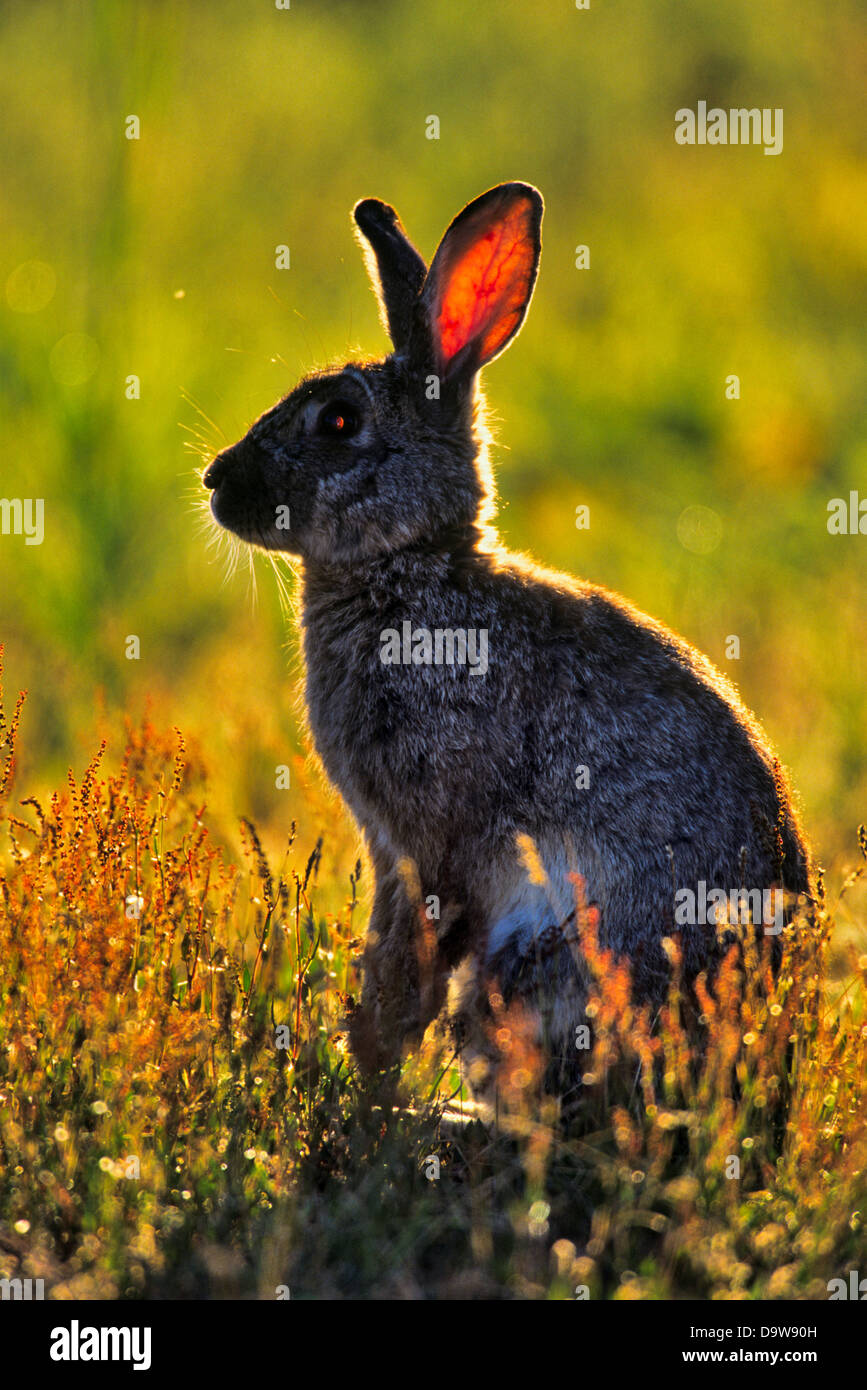 Canada, Vancouver island, Rabbit sitting in grass Stock Photo - Alamy