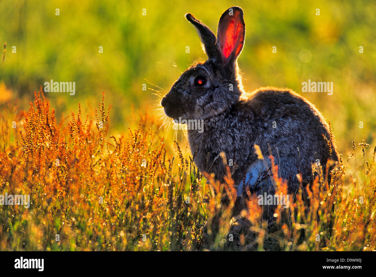 Canada, Vancouver island, Rabbit sitting in grass Stock Photo - Alamy