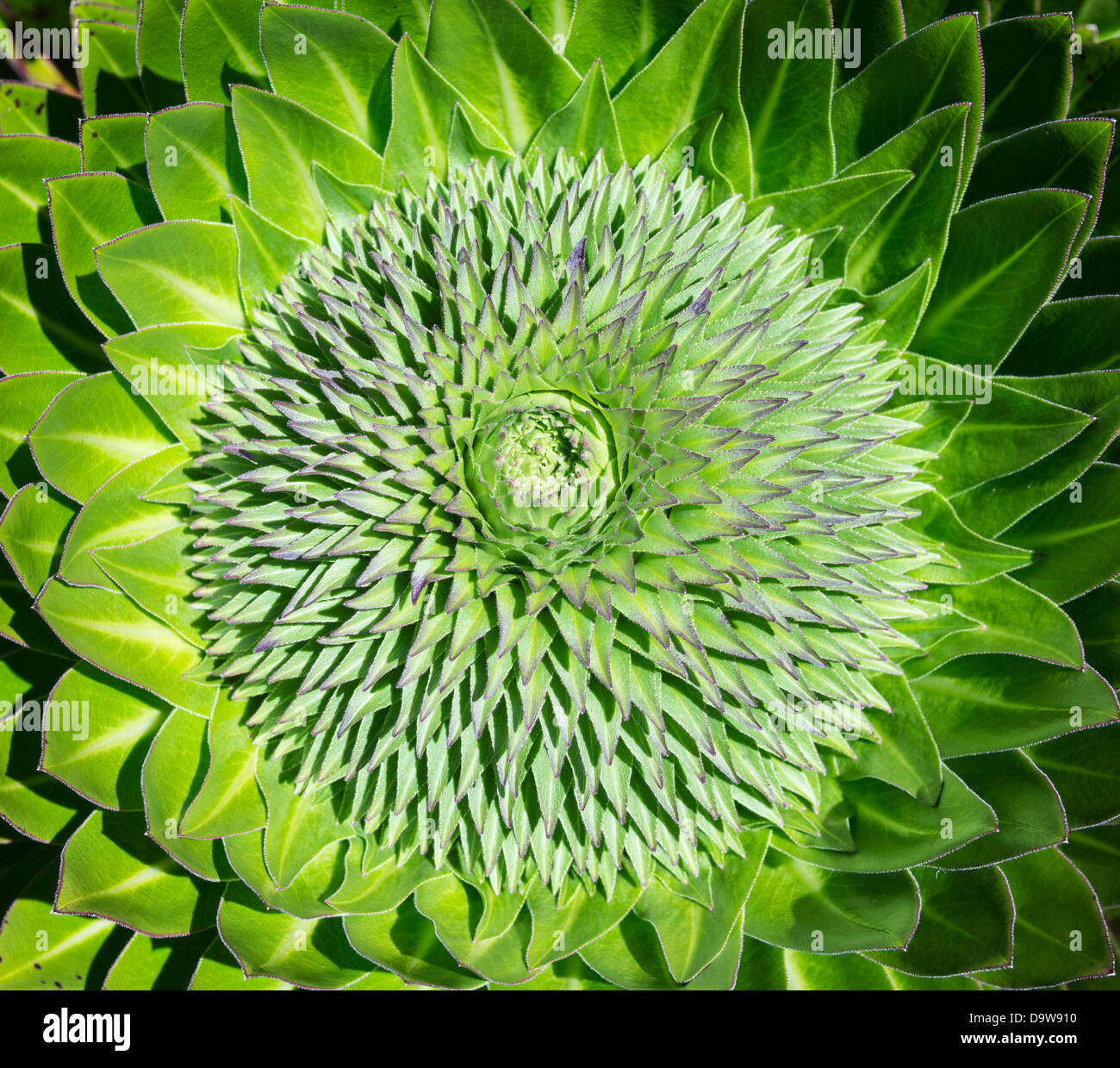 Giant Lobelia. The inflorescence is growing out of the rosette of ...