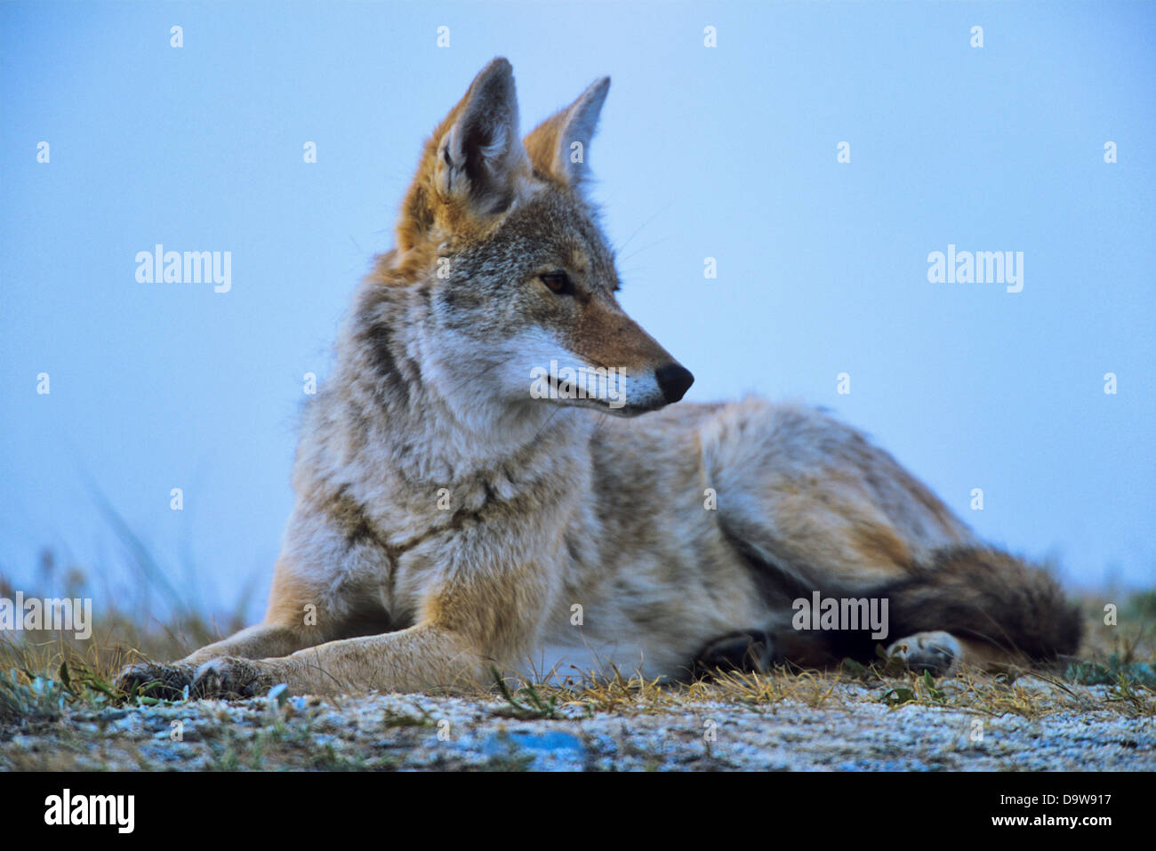 Canada, Alberta, Waterton National Park, Fox resting on frosted ground ...