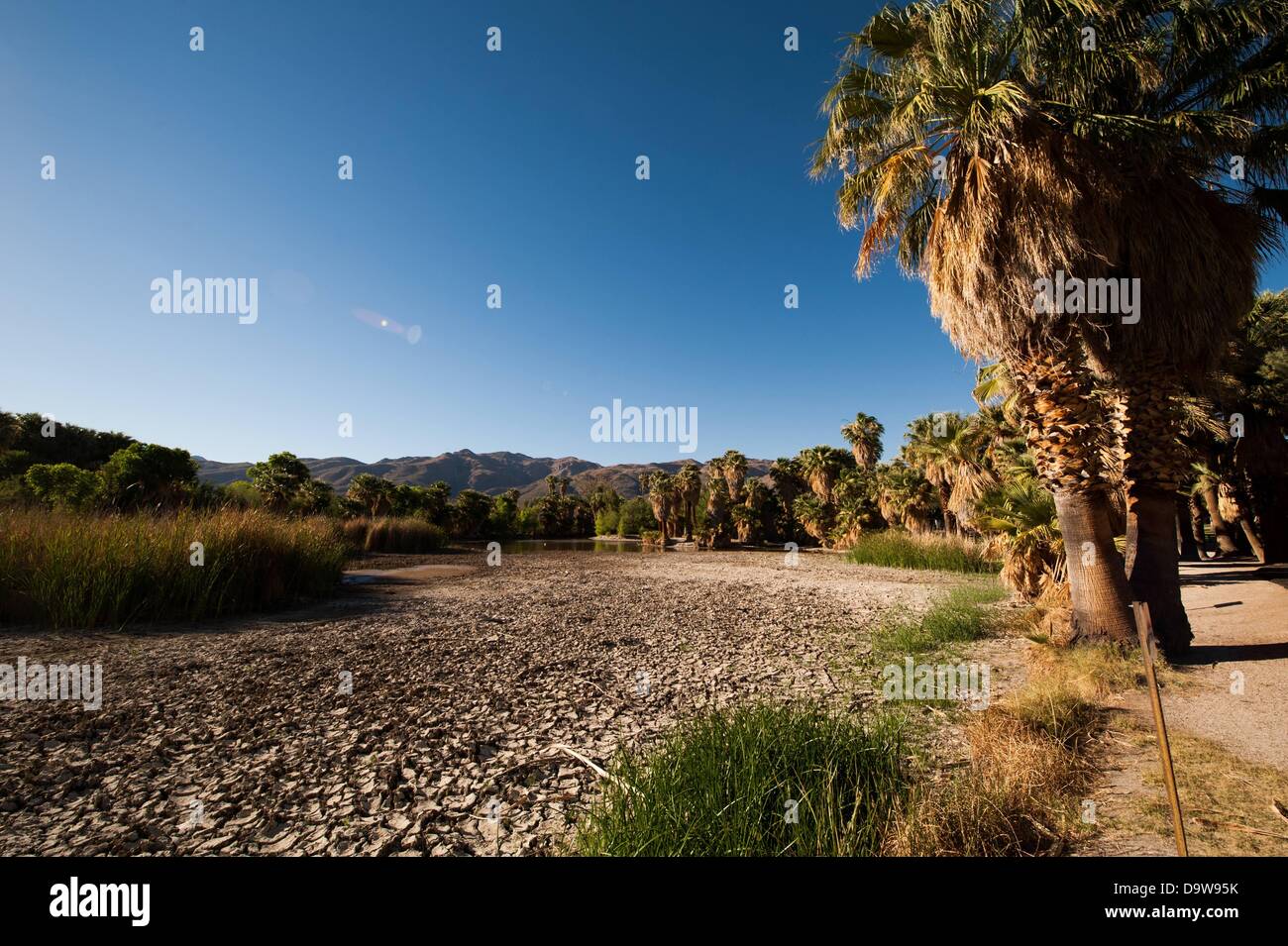June 26, 2013 - Tucson, Arizona, United States - Years of drought is ...