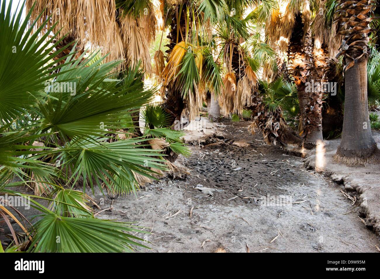 June 26, 2013 - Tucson, Arizona, United States - Years of drought is ...