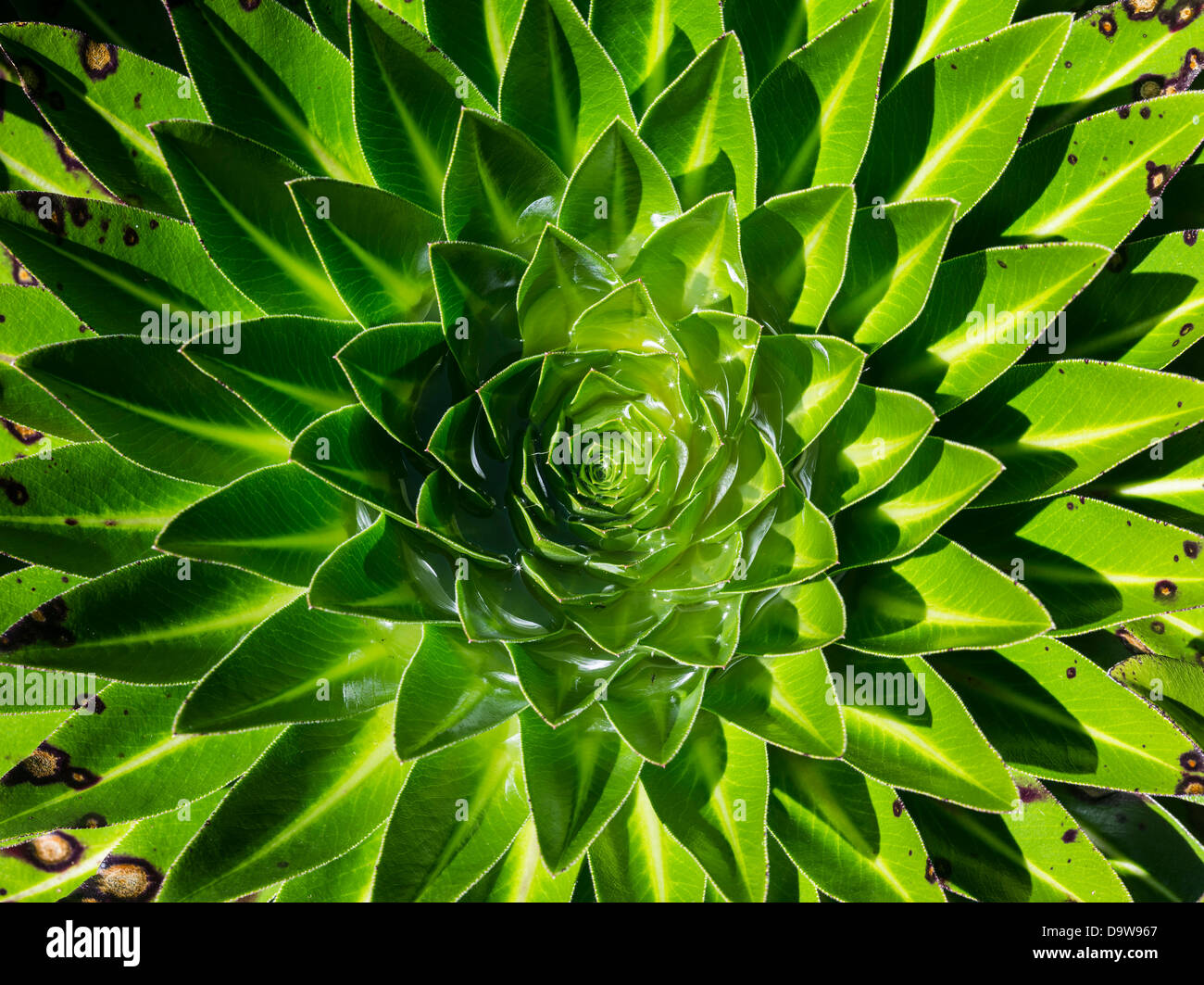 Giant Lobelia (Lobelia deckenii) in Mount Kenya National Park, Kenya ...
