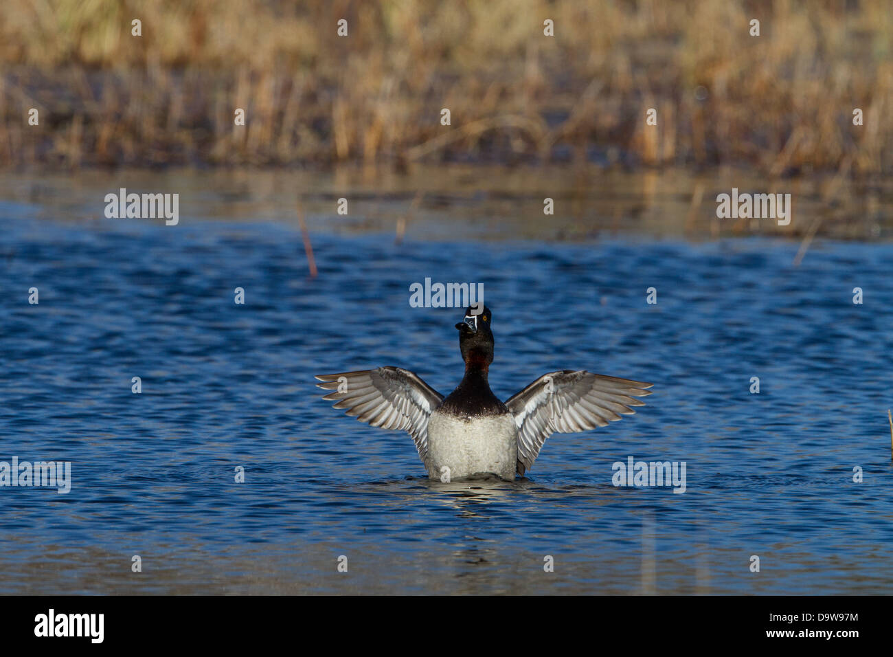 Duck flap hi-res stock photography and images - Alamy