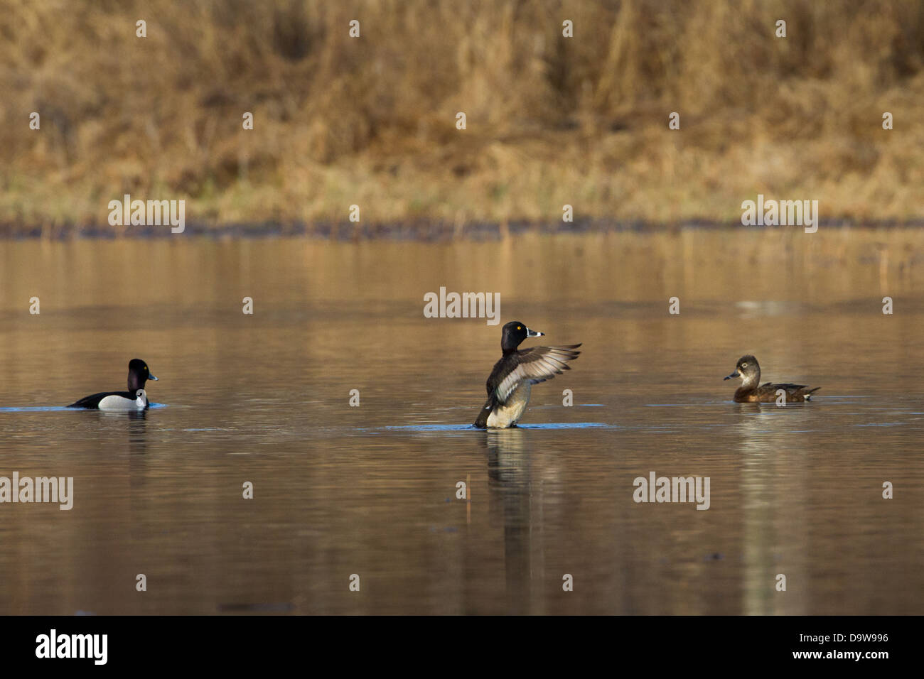 Ring necked duck hen hi-res stock photography and images - Alamy