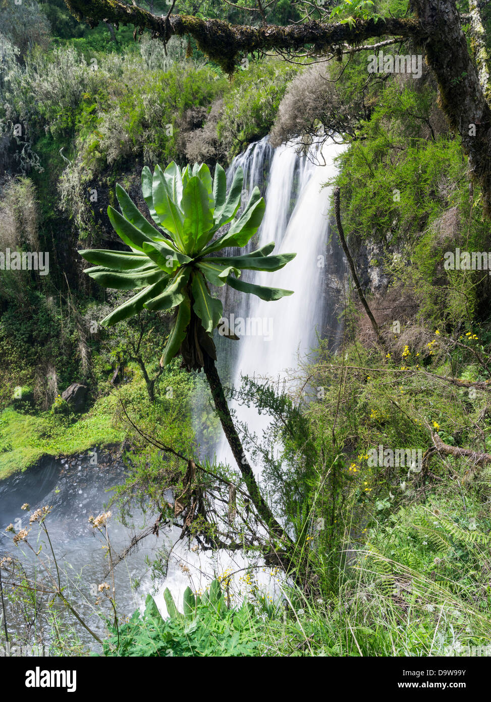 Giant Lobelia (Lobelia bambuseti) in Aberdare National Park, Kenya ...