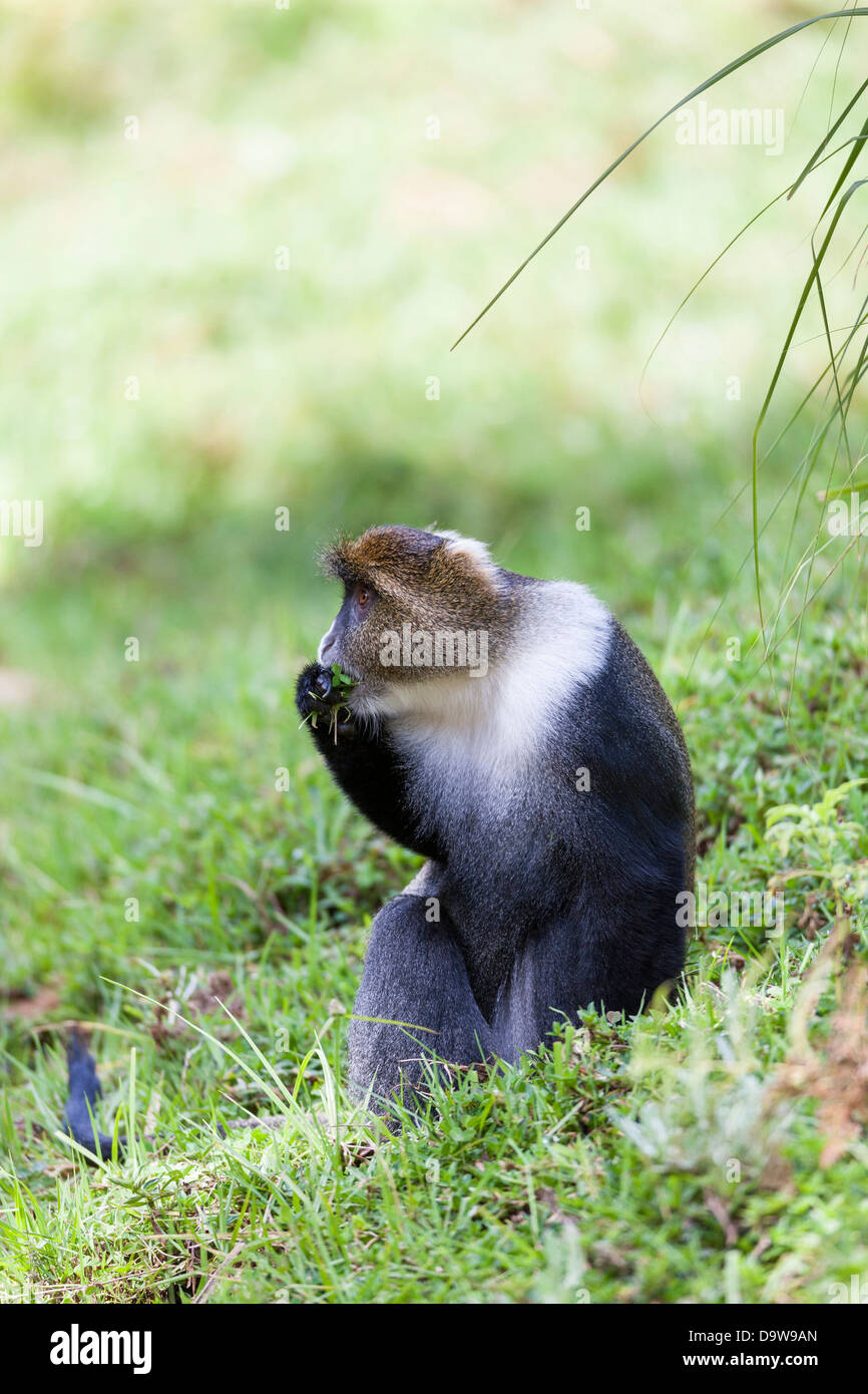 Sykes' monkey (Cercopithecus albogularis) foraging in the Aberdare ...