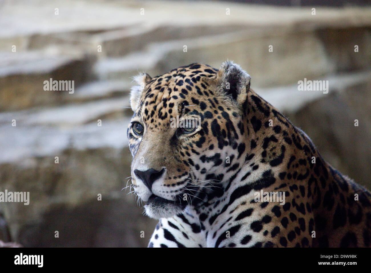 Leopard at the zoo Stock Photo - Alamy