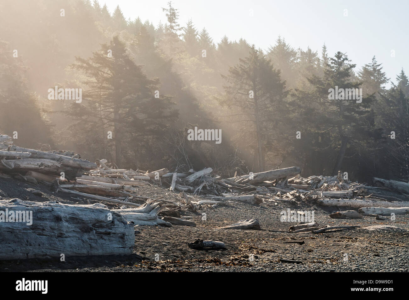 USA, Washington, Olympic National Park, Dear trees on Rialto Beach and ...