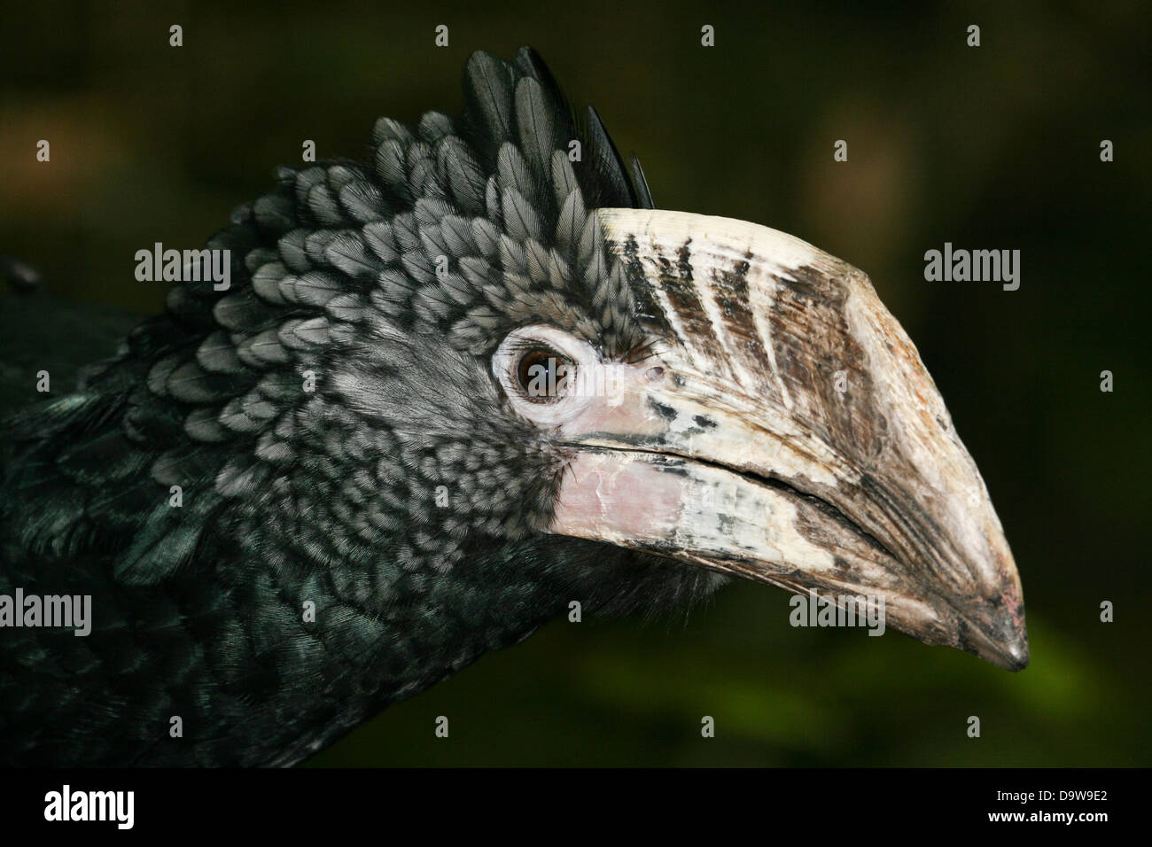 Yellow bill horn bill Stock Photo - Alamy