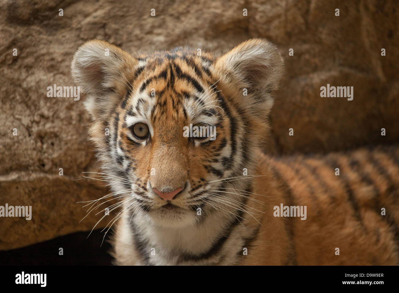 Baby Tiger Cubs High Resolution Stock Photography and Images - Alamy