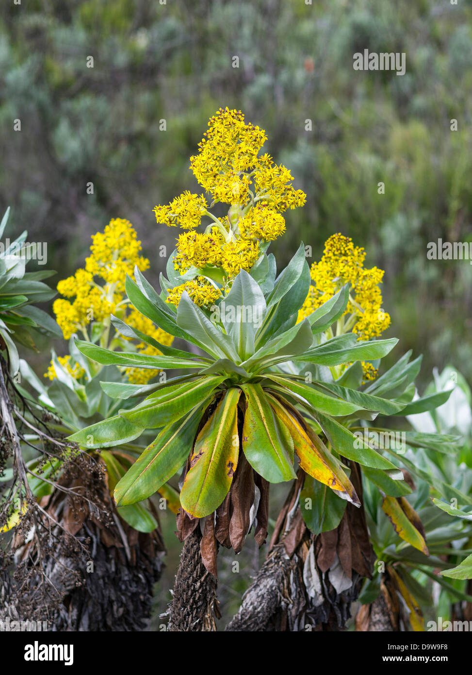 Kenya, Africa, Northeast Mount Kenya National Park. Giant Groundsel or ...