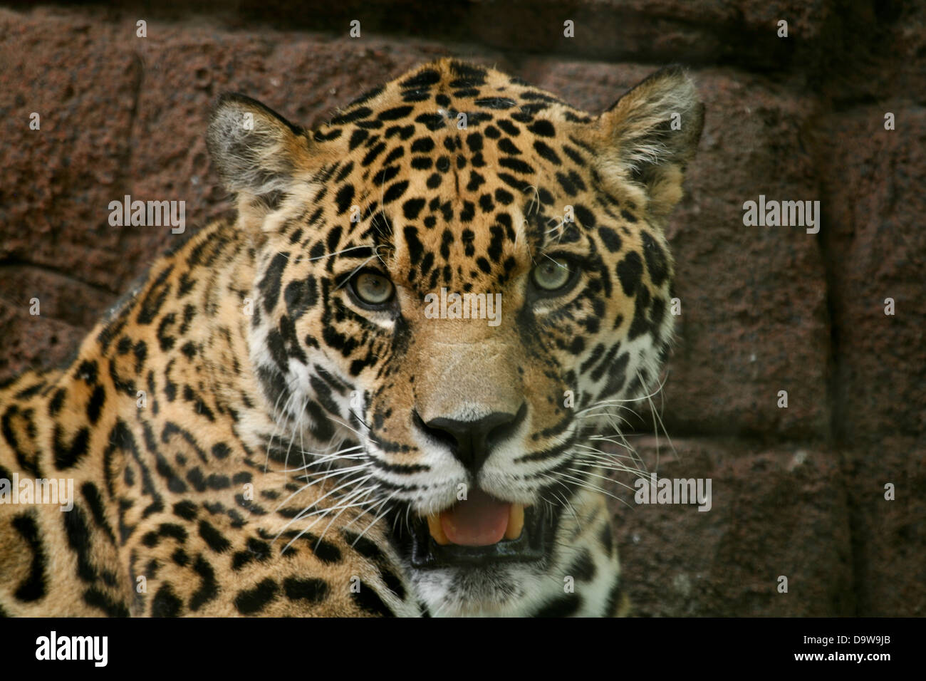 Leopard at the zoo Stock Photo - Alamy