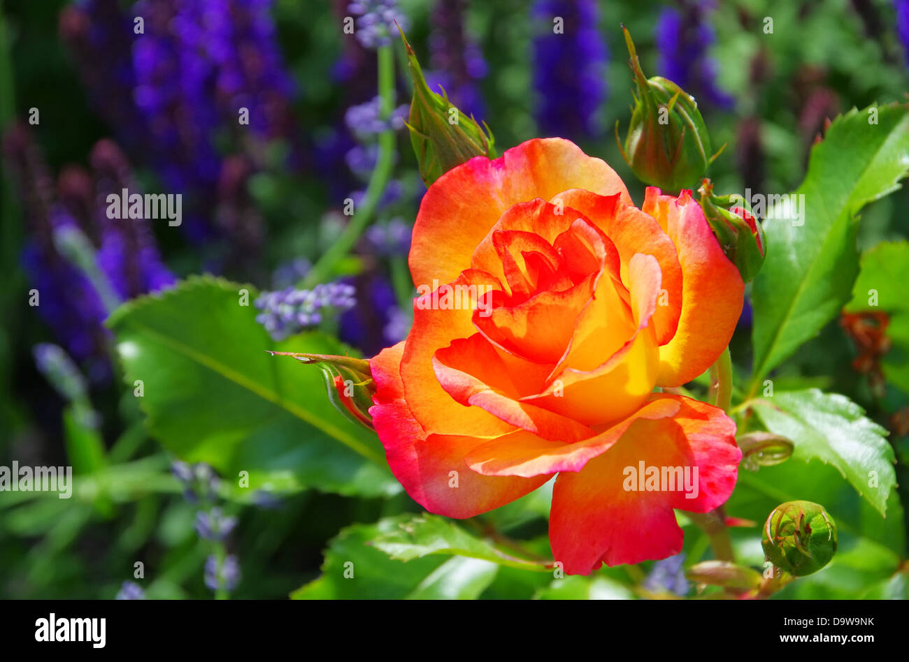 Rose Bonanza 01 Stock Photo - Alamy