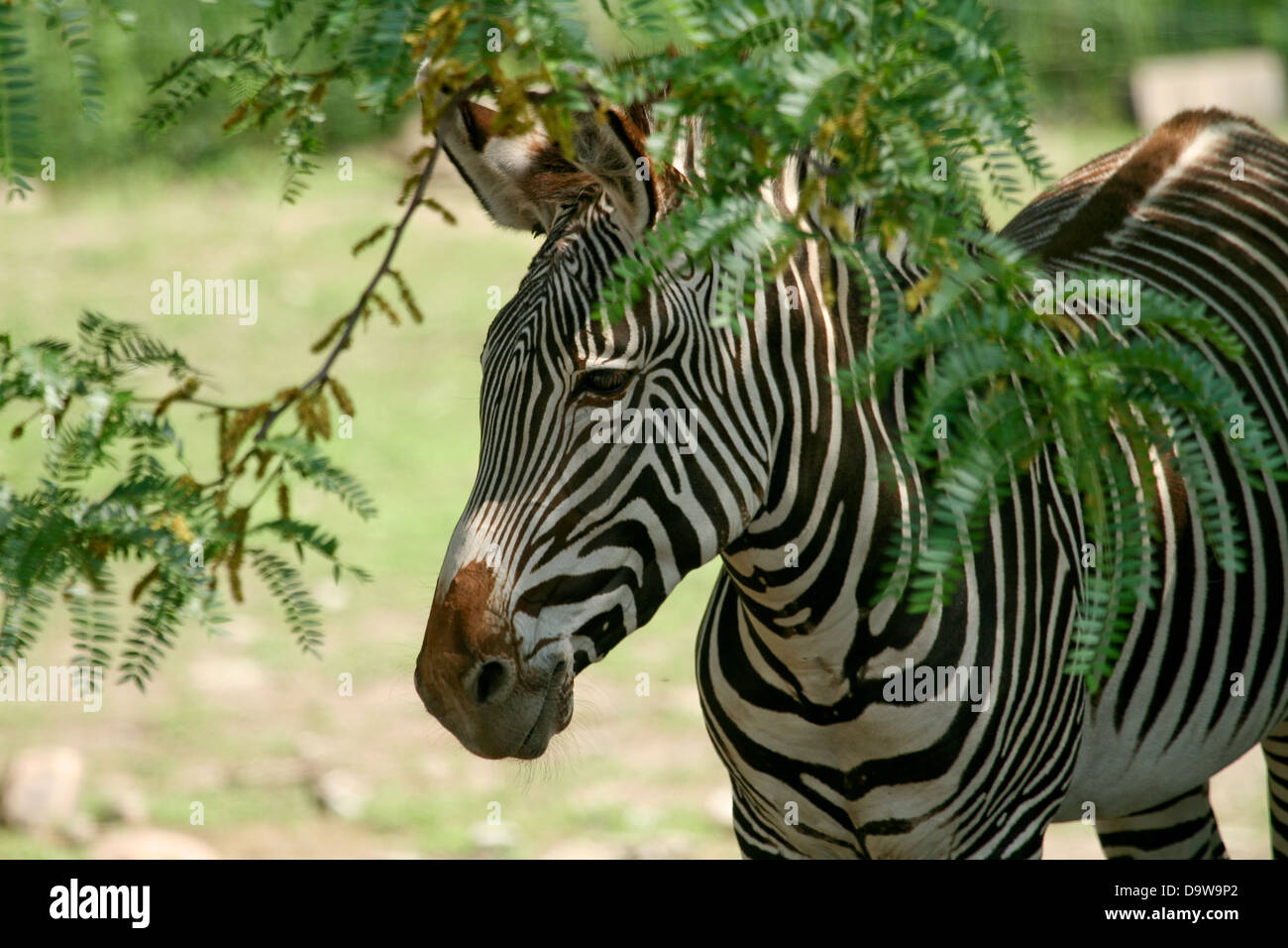 Zebra grevys hi-res stock photography and images - Alamy
