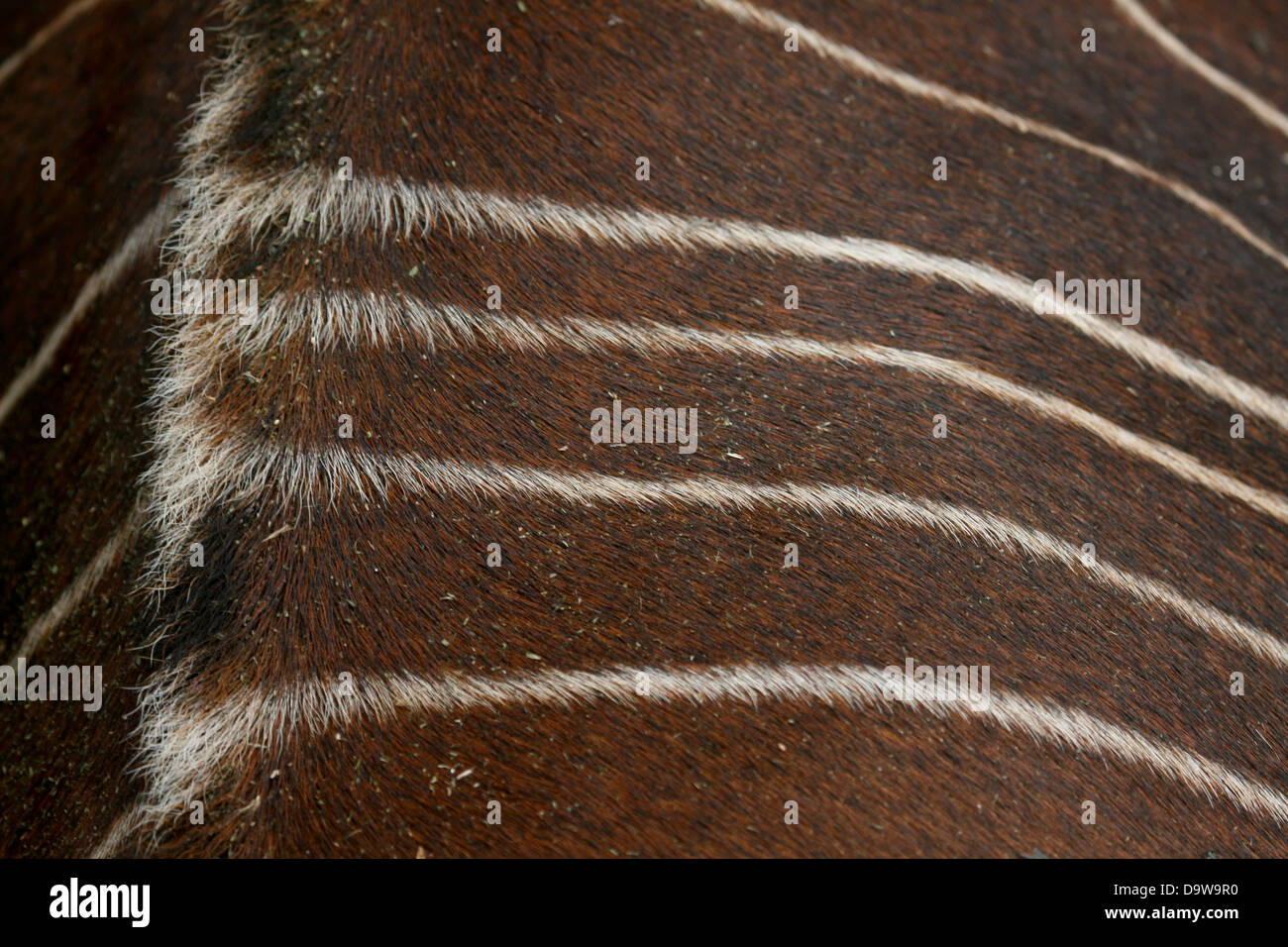 Bongo skin hi-res stock photography and images - Alamy