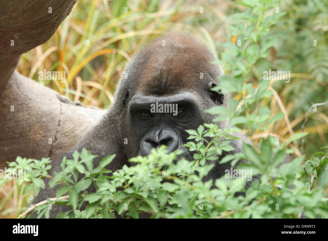 Shy ape hi-res stock photography and images - Alamy
