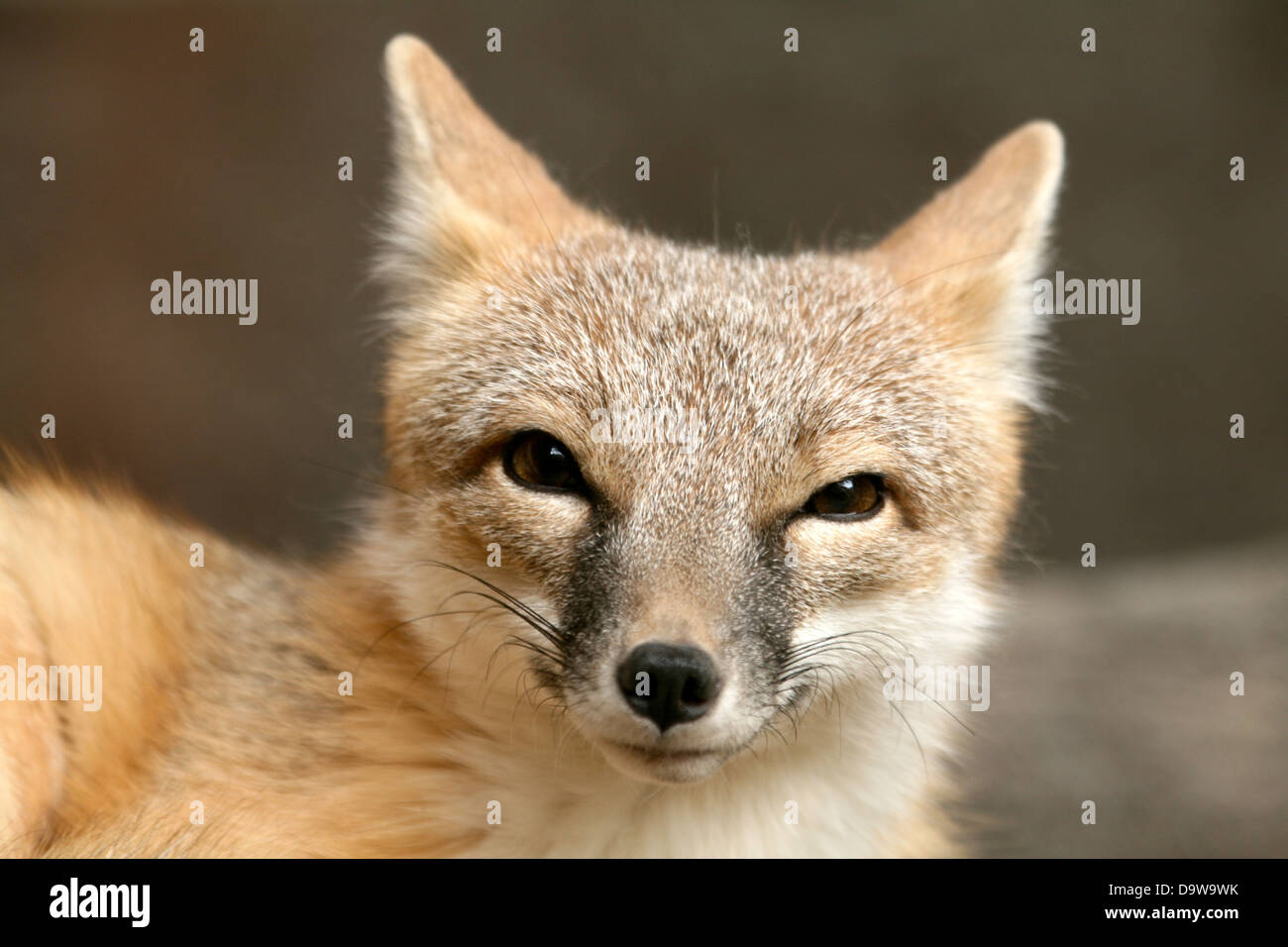 Swift fox hi-res stock photography and images - Alamy